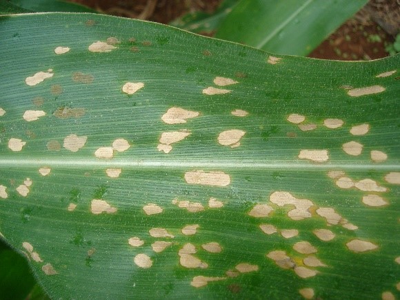 Principais manchas foliares do milho - Agroadvance