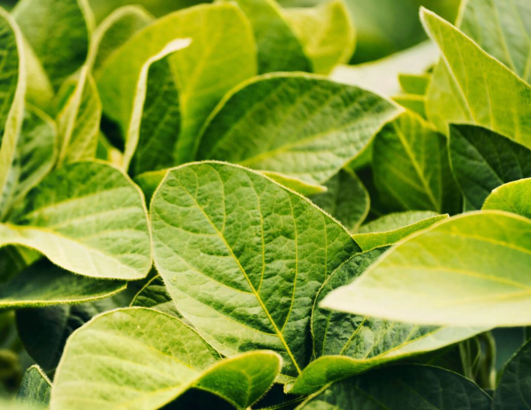 FOME OCULTA NA NUTRIÇÃO DE PLANTAS | AGROADVANCE