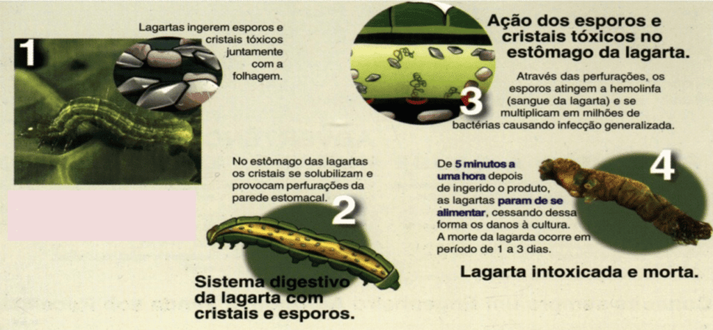 INSETICIDAS: 5 Mecanismos de ação dos principais grupos