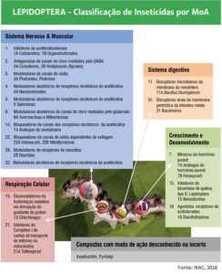INSETICIDAS: 5 Mecanismos de ação dos principais grupos