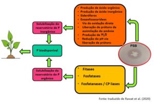 Microrganismos solubilizadores de fósforo | Agroadvance