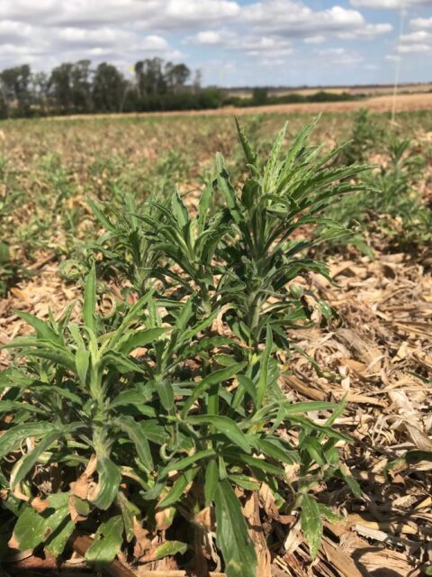 3 importantes plantas daninhas no milho | Agroadvance