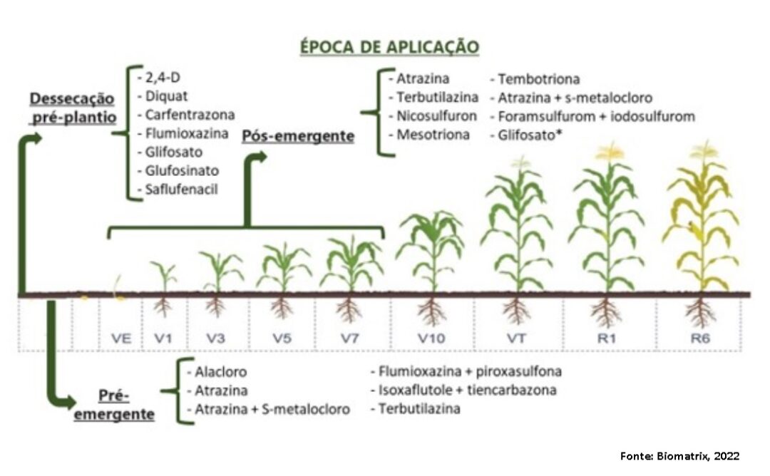 Herbicidas para milho nas 3 épocas de aplicação