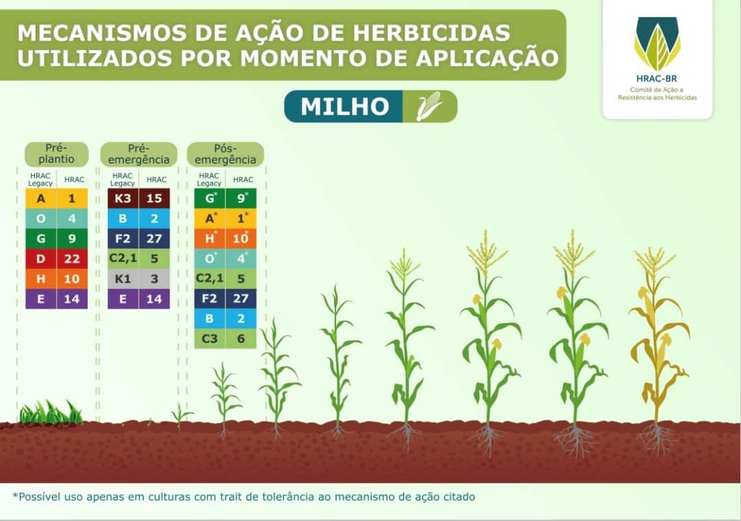 Herbicidas para milho nas 3 épocas de aplicação
