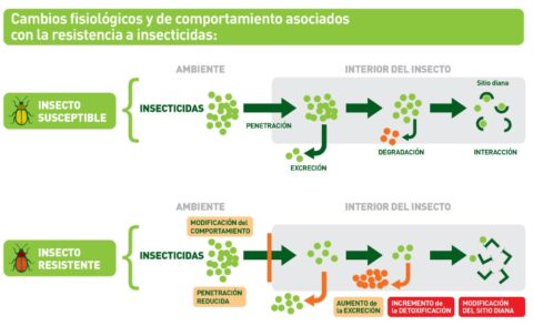 Mosca branca (Bemisia tabaci) | Agroadvance