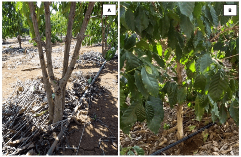 Café conilon e robusta: as 2 variedades do Coffea canephora