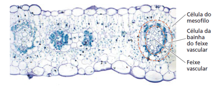 O que são plantas C4 e por que elas são tão produtivas? | AGROADVANCE