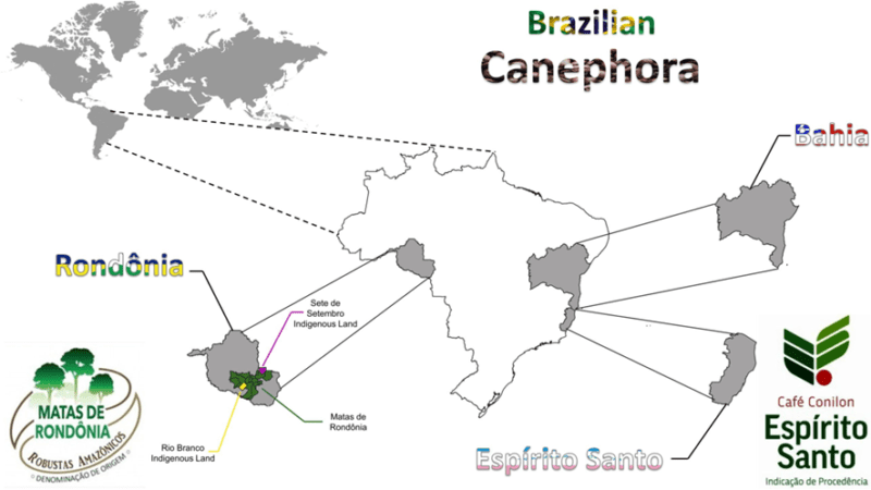 Café conilon e robusta: as 2 variedades do Coffea canephora