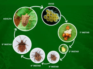 4 principais percevejos da soja como identificar e controlar