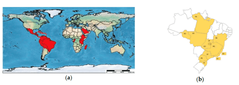 Bicho mineiro (Leucoptera coffeela): 6 modos de controle