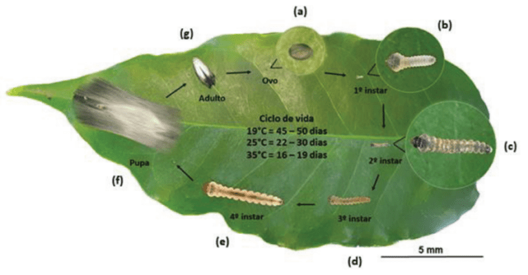 Bicho mineiro (Leucoptera coffeela): 6 modos de controle