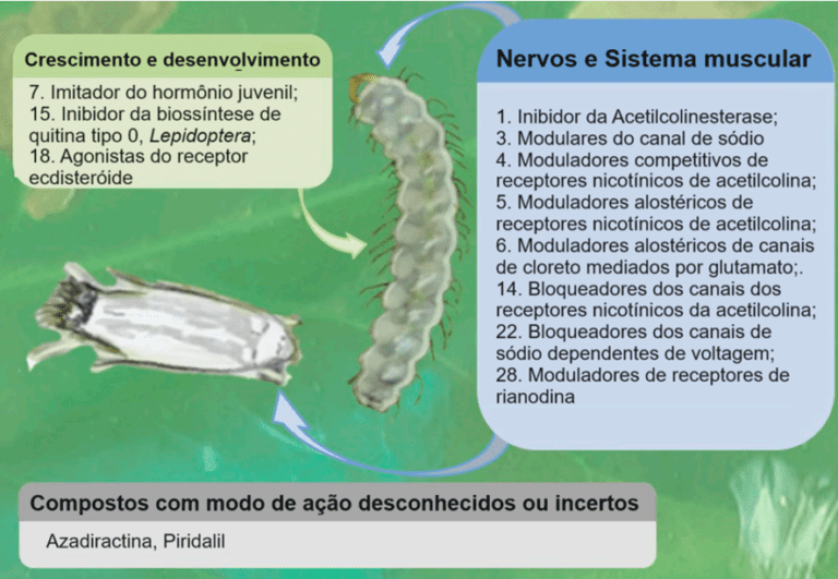 Bicho mineiro (Leucoptera coffeela): 6 modos de controle
