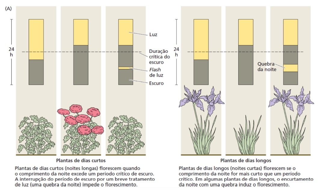 Fotoperíodo e fotoperiodismo: impacto nas plantas e animais