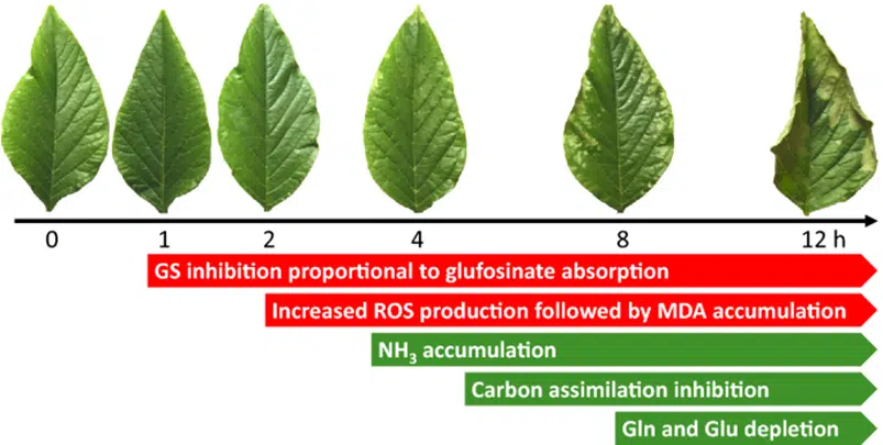 Glufosinato de amônio: como usar com eficácia esse hercidida