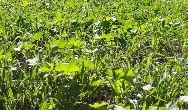 Mix de cobertura: o que é e qual escolher? 2024