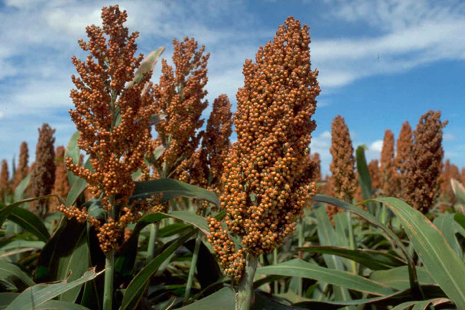 Sorgo granífero: Alternativa estratégica para a 2ª Safra