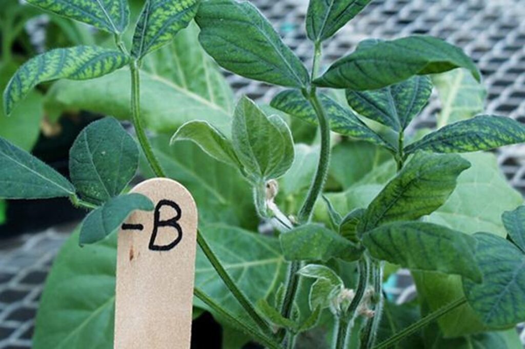 Boro nas plantas: funções, sintomas e causas da deficiência