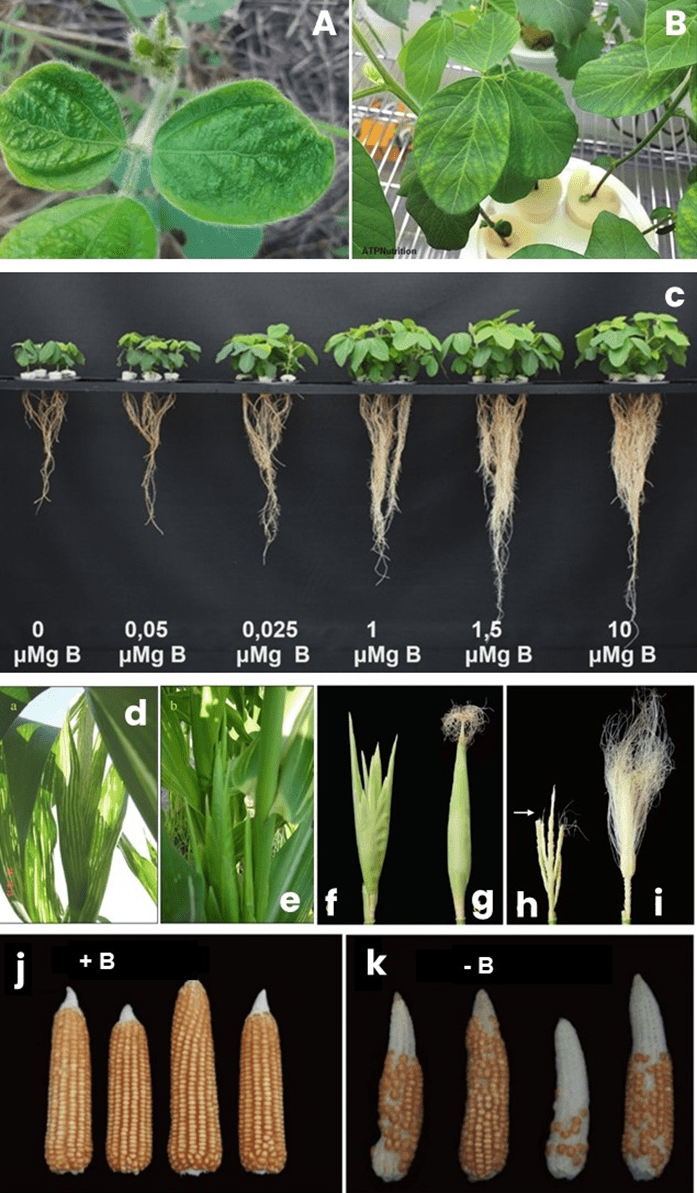 Boro nas plantas: funções, sintomas e causas da deficiência