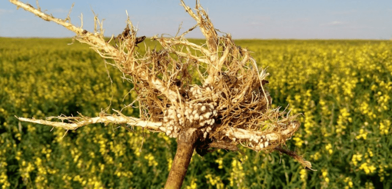 Crotalaria: guia de escolha das 4 principais espécies