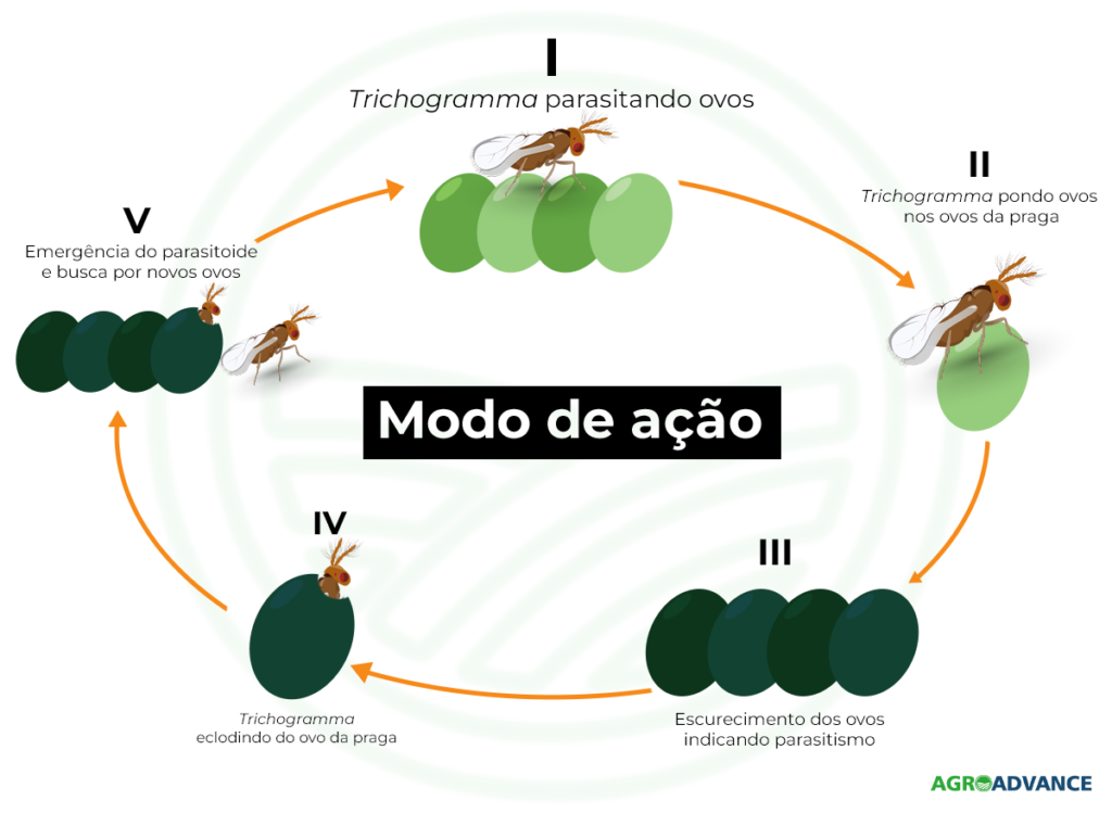 Uso da vespa Trichogramma spp. no controle de pragas