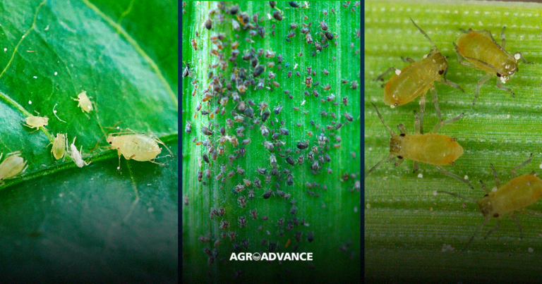 Pulgão: 6 espécies e métodos eficazes de controle