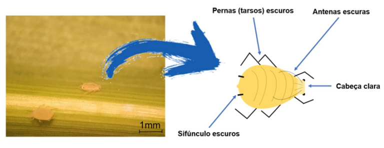 Pulgão: 6 espécies e métodos eficazes de controle