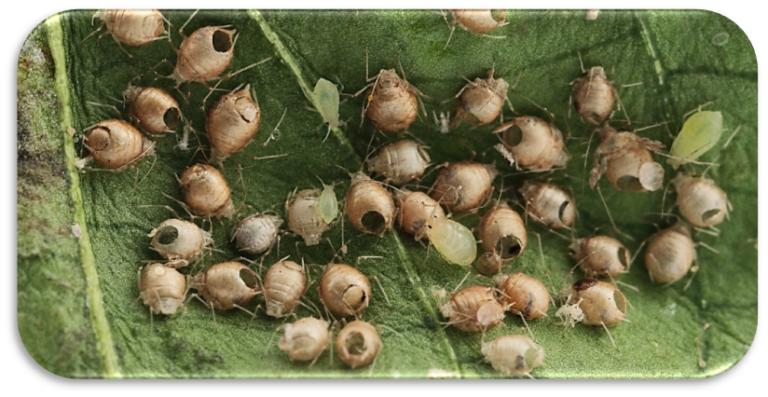 Pulgão: 6 espécies e métodos eficazes de controle