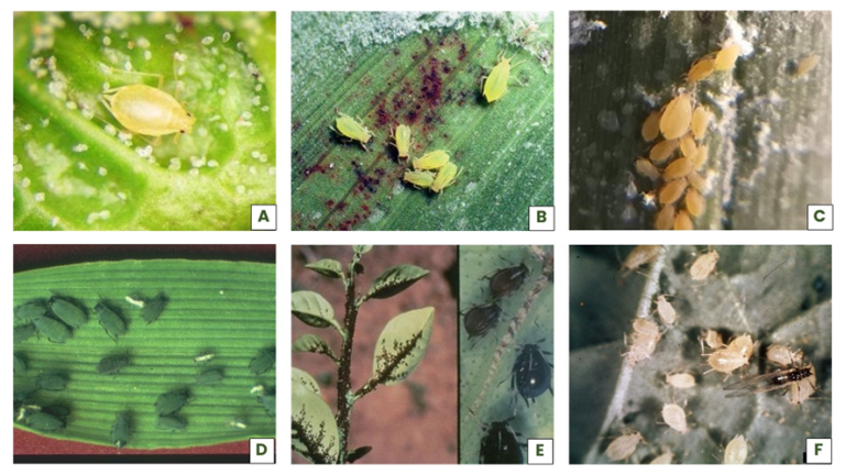 Pulgão: 6 espécies e métodos eficazes de controle