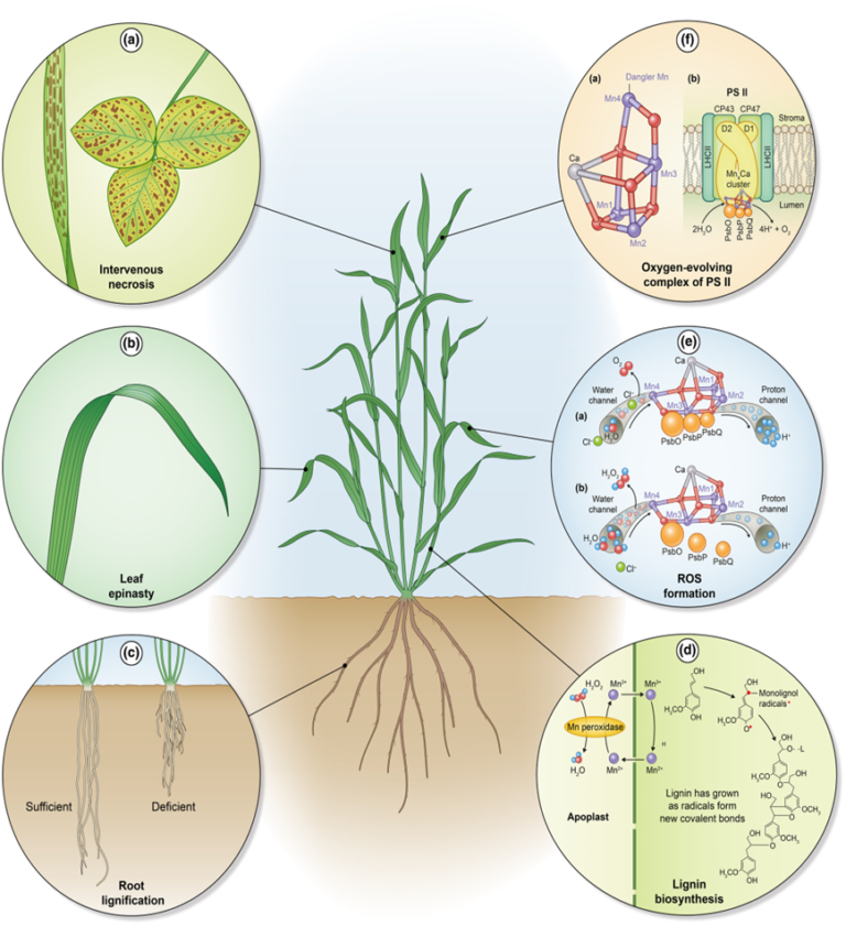 Deficiência de manganês na soja | AGROADVANCE