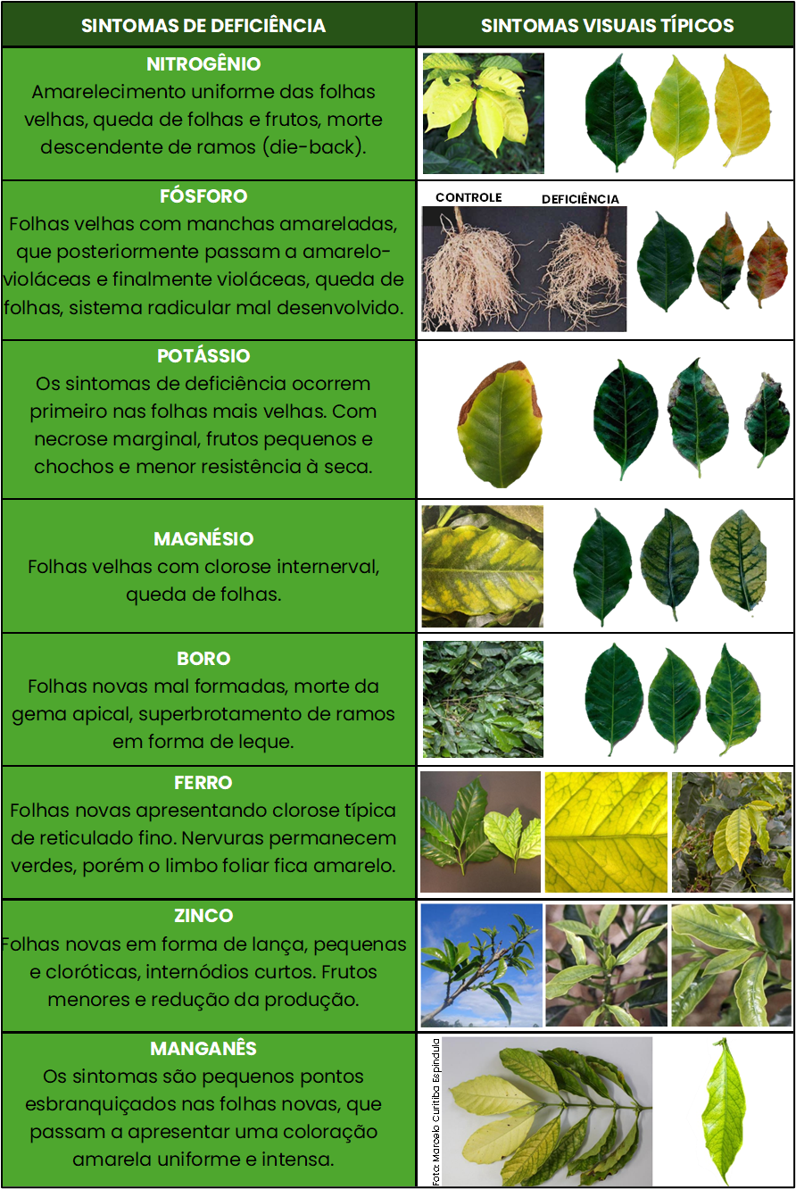 Deficiências nutricionais no café: Veja as 8 principais