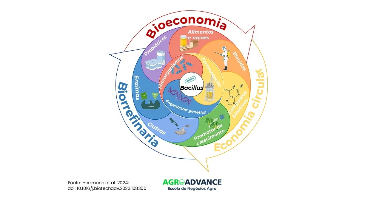Bactérias Bacillus: 4 principais gêneros e usos